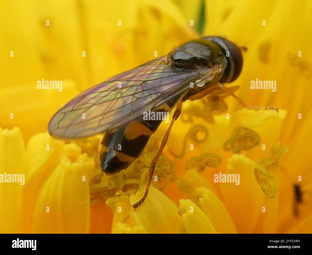 Variable Duskyface Fly (Melanostoma mellinum Stock Photo - Alamy