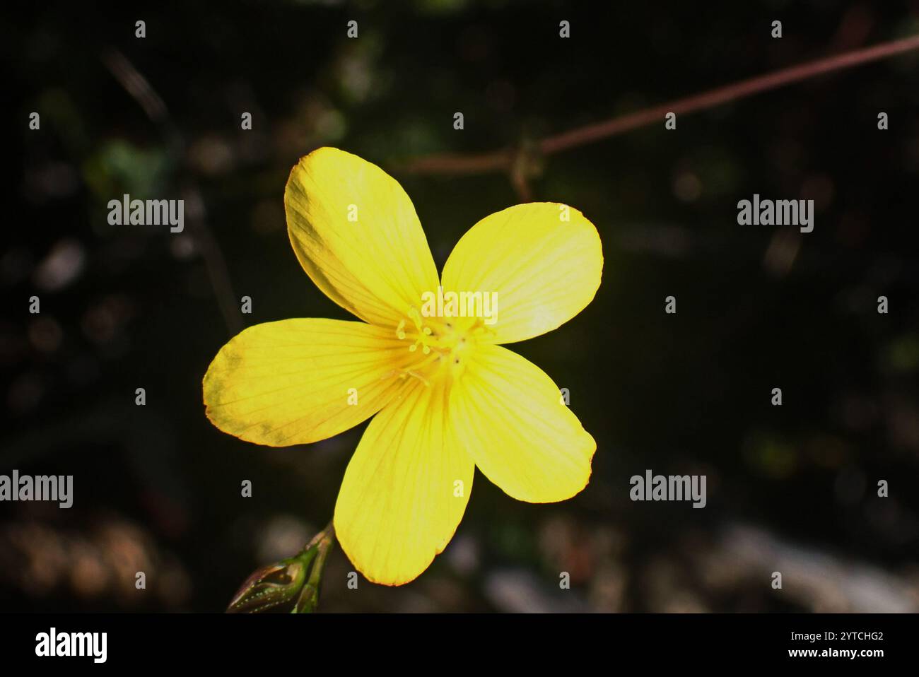 Half-mast Flax (Linum africanum Stock Photo - Alamy