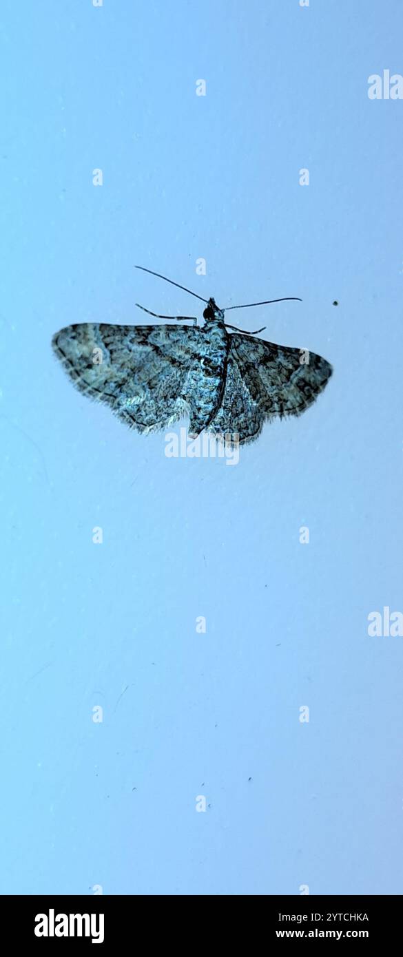 Gymnoscelis rufifasciata hi-res stock photography and images - Alamy
