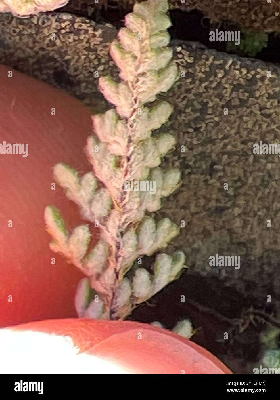 lace lip fern (Myriopteris gracillima Stock Photo - Alamy