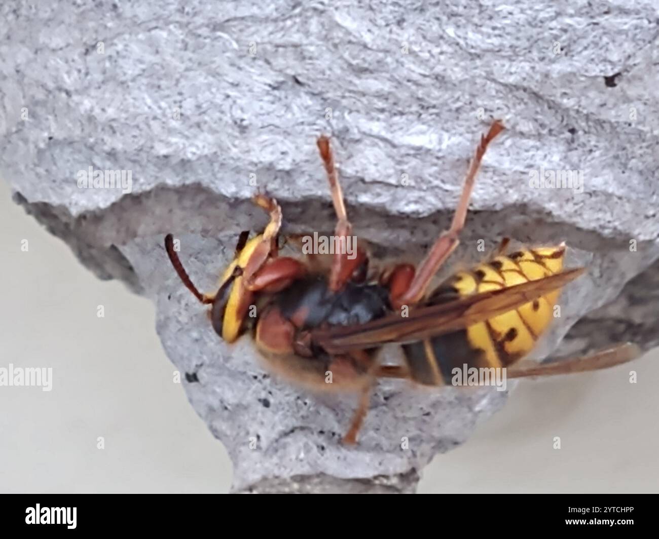 Hornets and Yellowjackets (Vespinae Stock Photo - Alamy