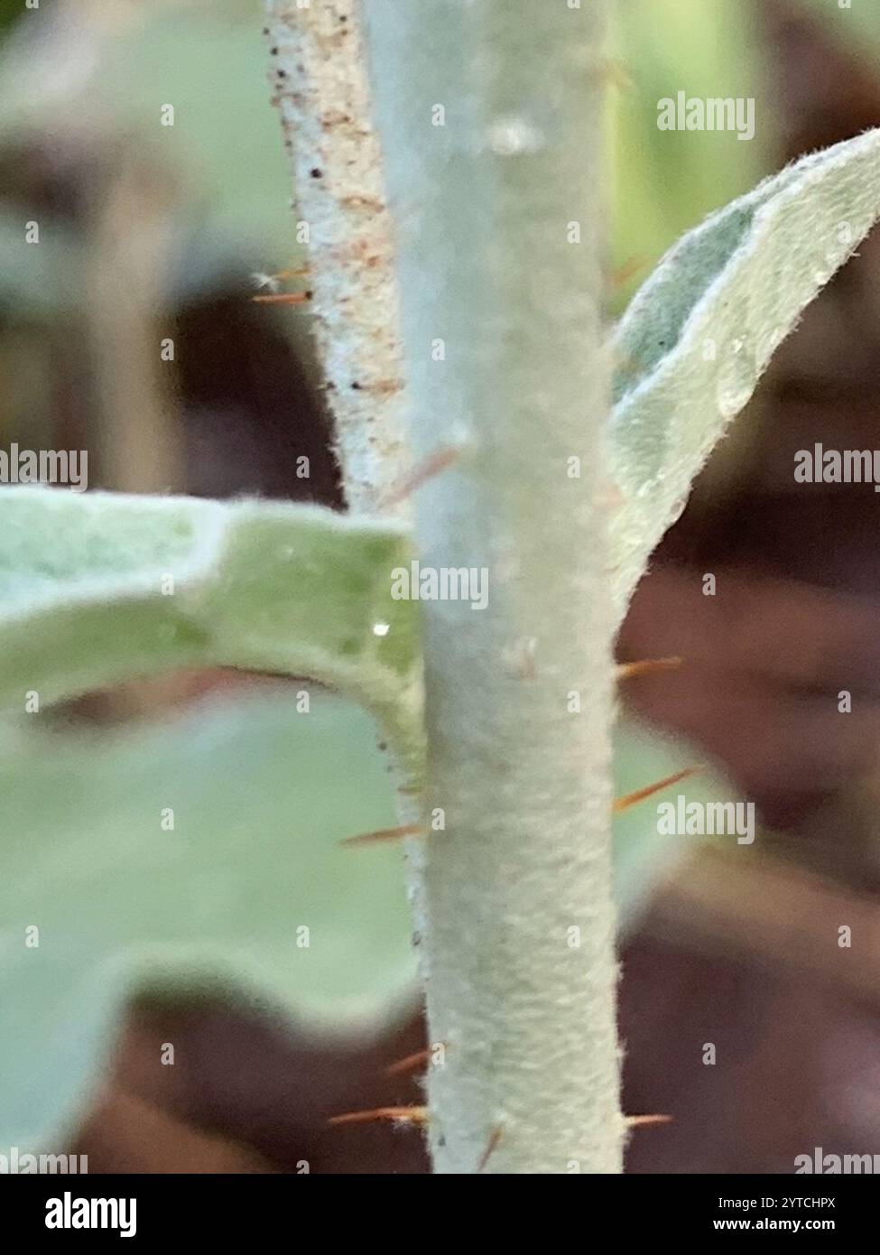 silverleaf nightshade (Solanum elaeagnifolium Stock Photo - Alamy
