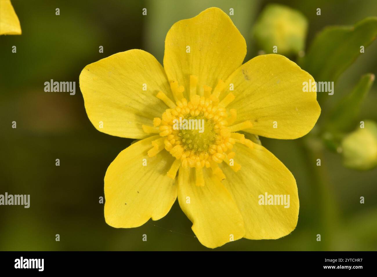 Plantainleaf buttercup hi-res stock photography and images - Alamy