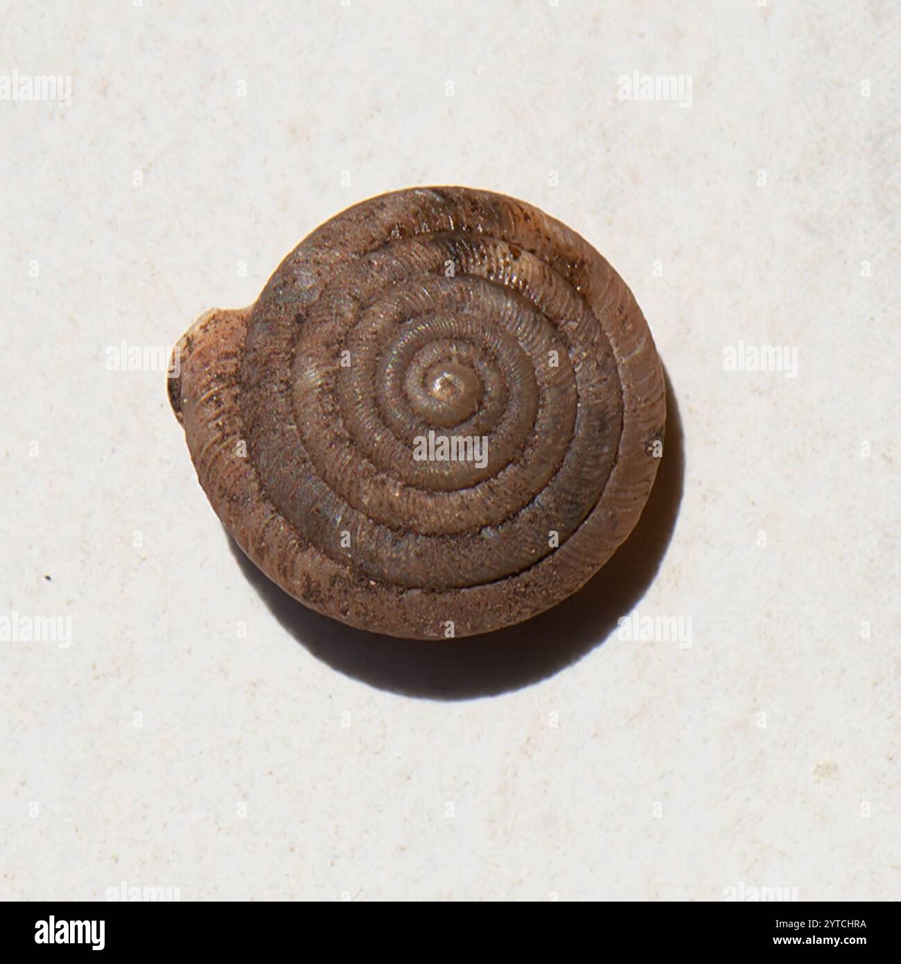 Lentil-shelled Snail (Lindholmiola lens Stock Photo - Alamy