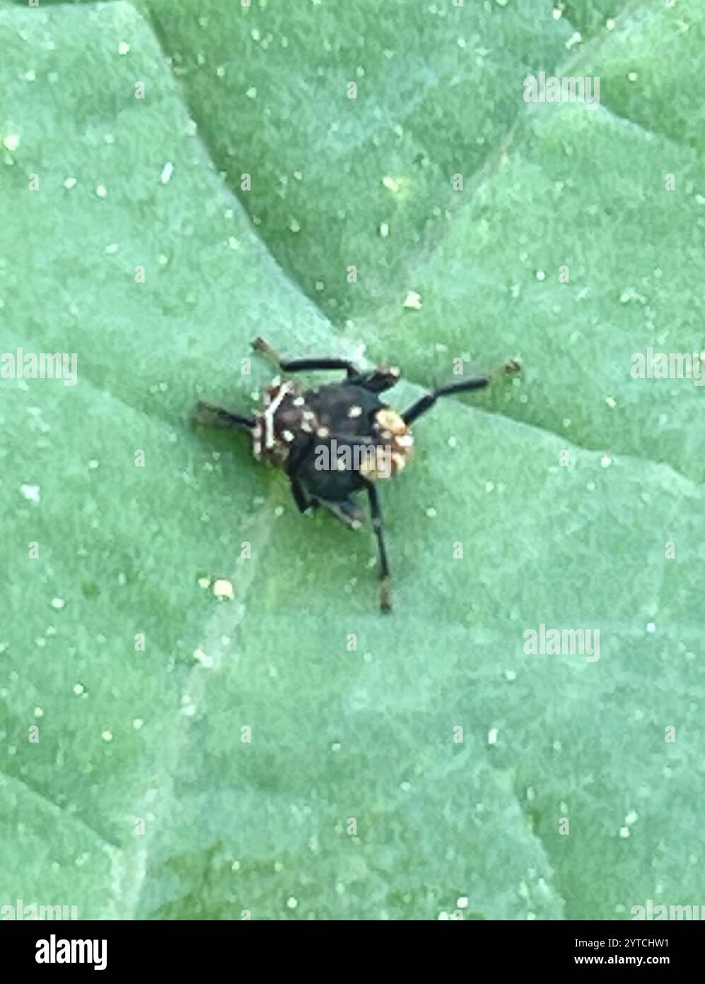 True Bugs, Hoppers, Aphids, and allies (Hemiptera Stock Photo - Alamy