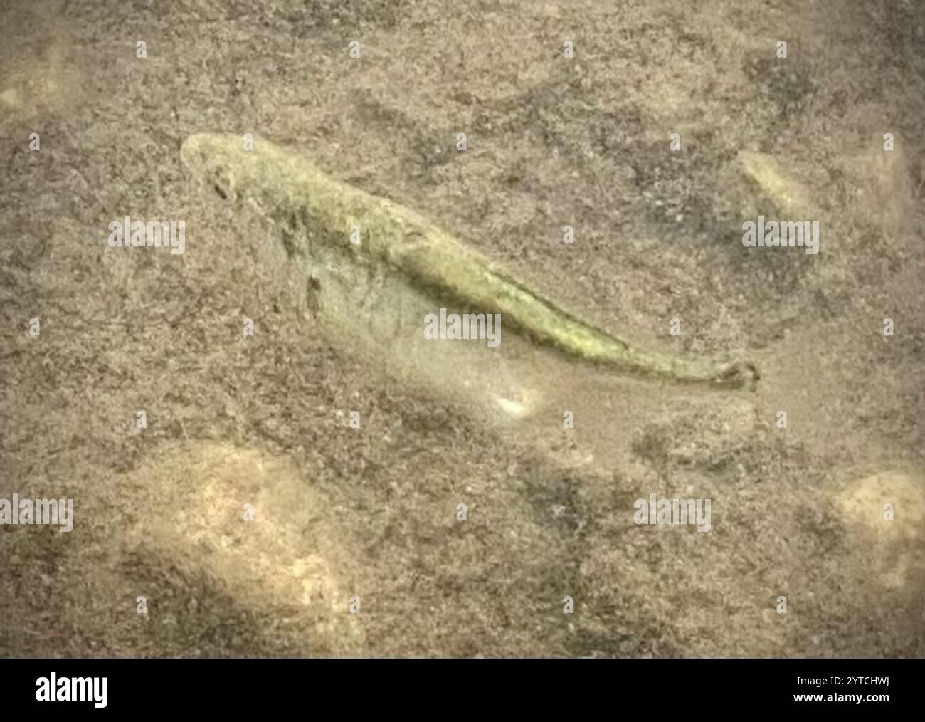 Threespine Stickleback (Gasterosteus aculeatus Stock Photo - Alamy