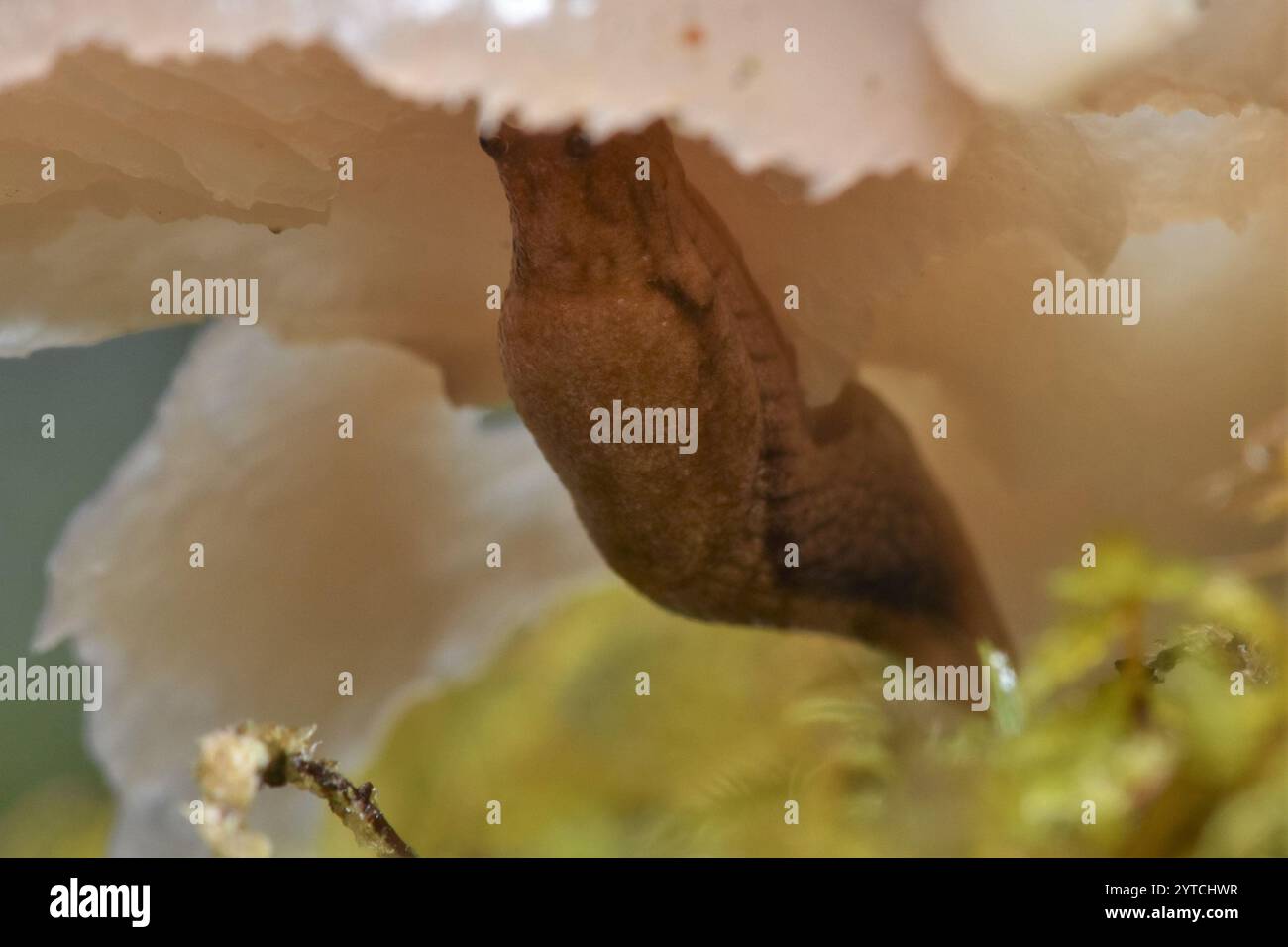 Taildropper Slugs (Prophysaon Stock Photo - Alamy