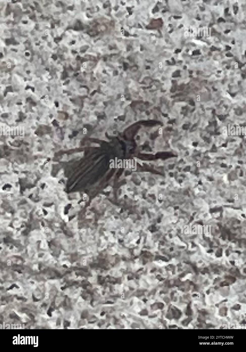 Four-lined Slender Jumping Spider (Marpissa lineata Stock Photo - Alamy