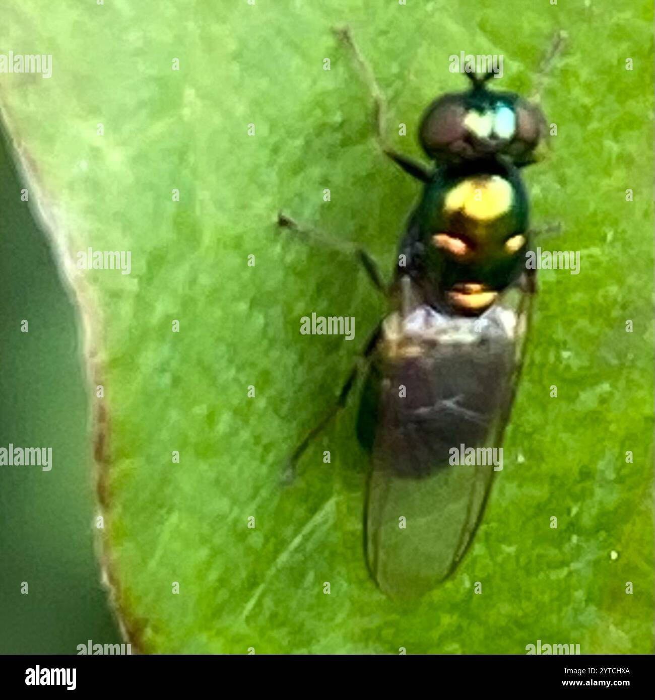 Black-horned Gem Fly (Microchrysa polita Stock Photo - Alamy