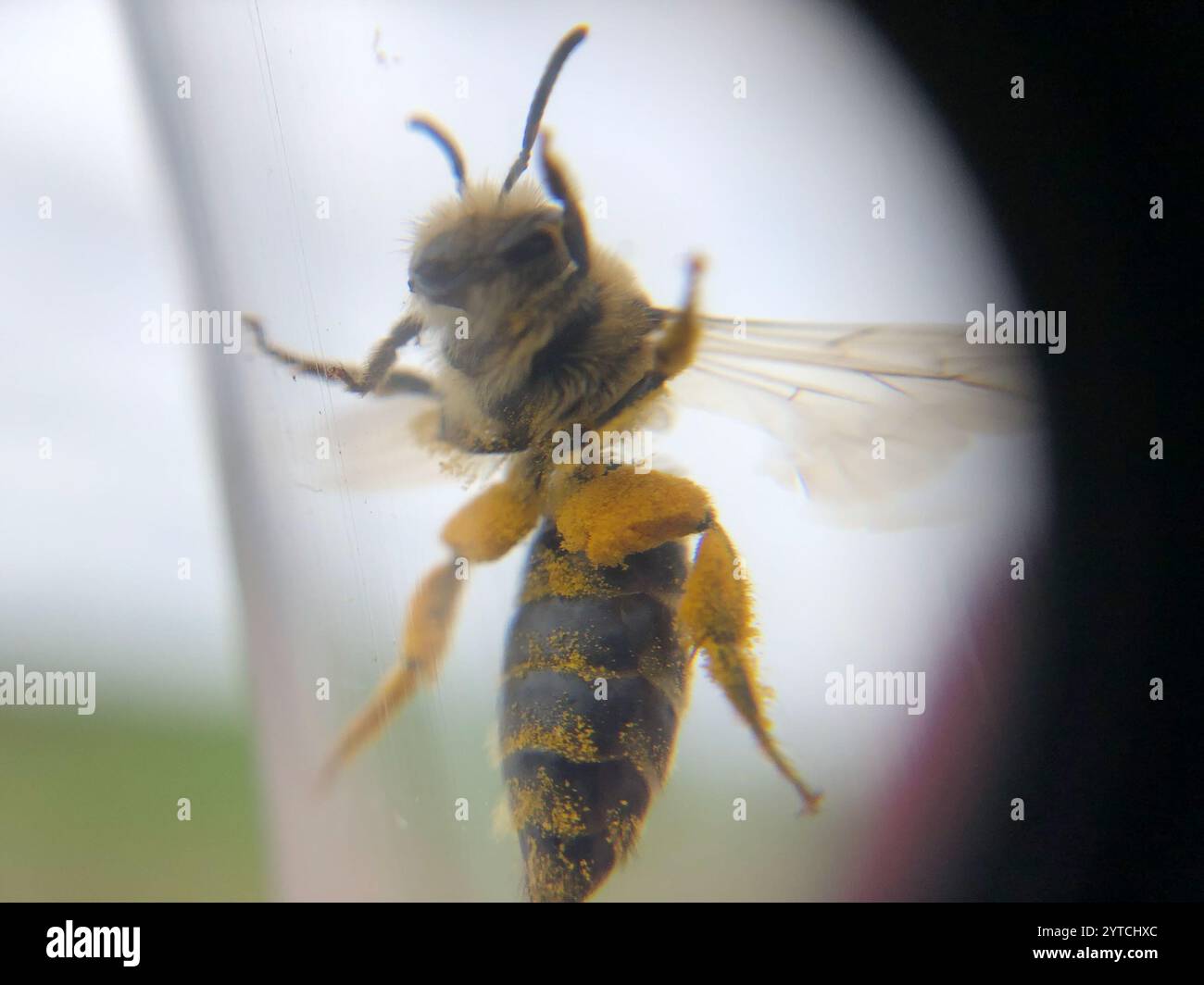 Mining Bees (Andrena Stock Photo - Alamy