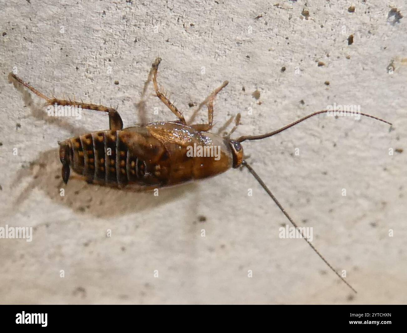 Ectobius lapponicus dusky cockroach hi-res stock photography and images ...