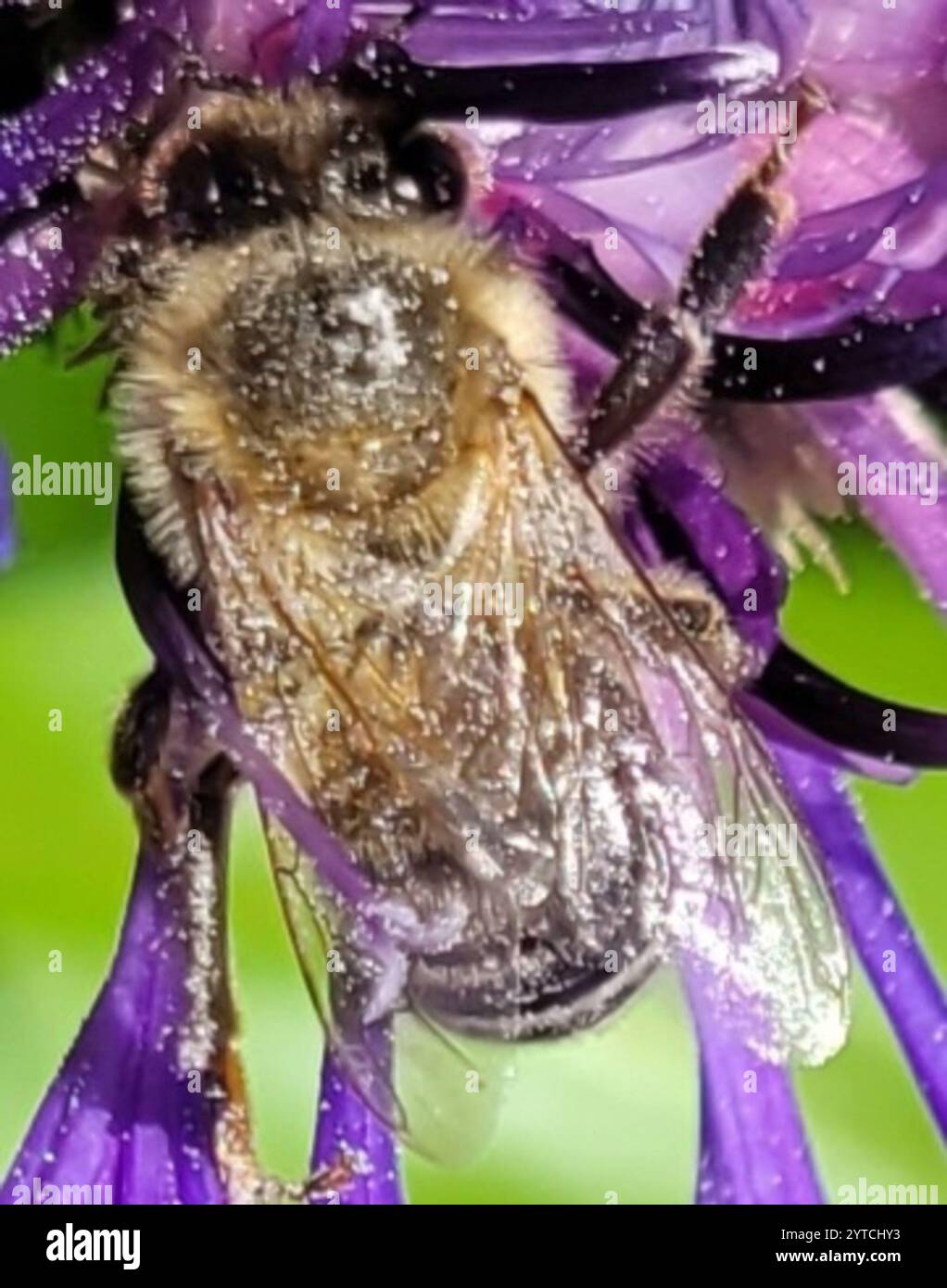 Western Honey Bee (Apis mellifera Stock Photo - Alamy