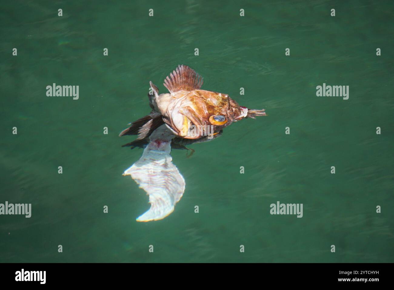 Copper Rockfish (Sebastes caurinus Stock Photo - Alamy