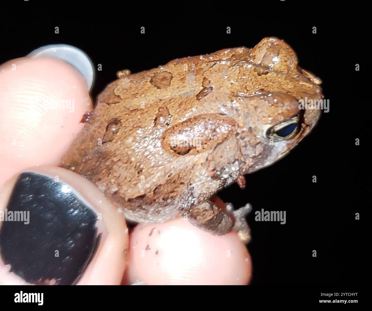 Southern Toad (Anaxyrus terrestris Stock Photo - Alamy
