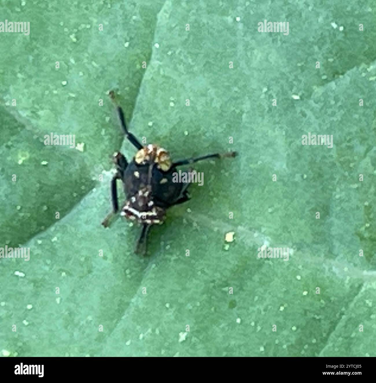True Bugs, Hoppers, Aphids, and allies (Hemiptera Stock Photo - Alamy