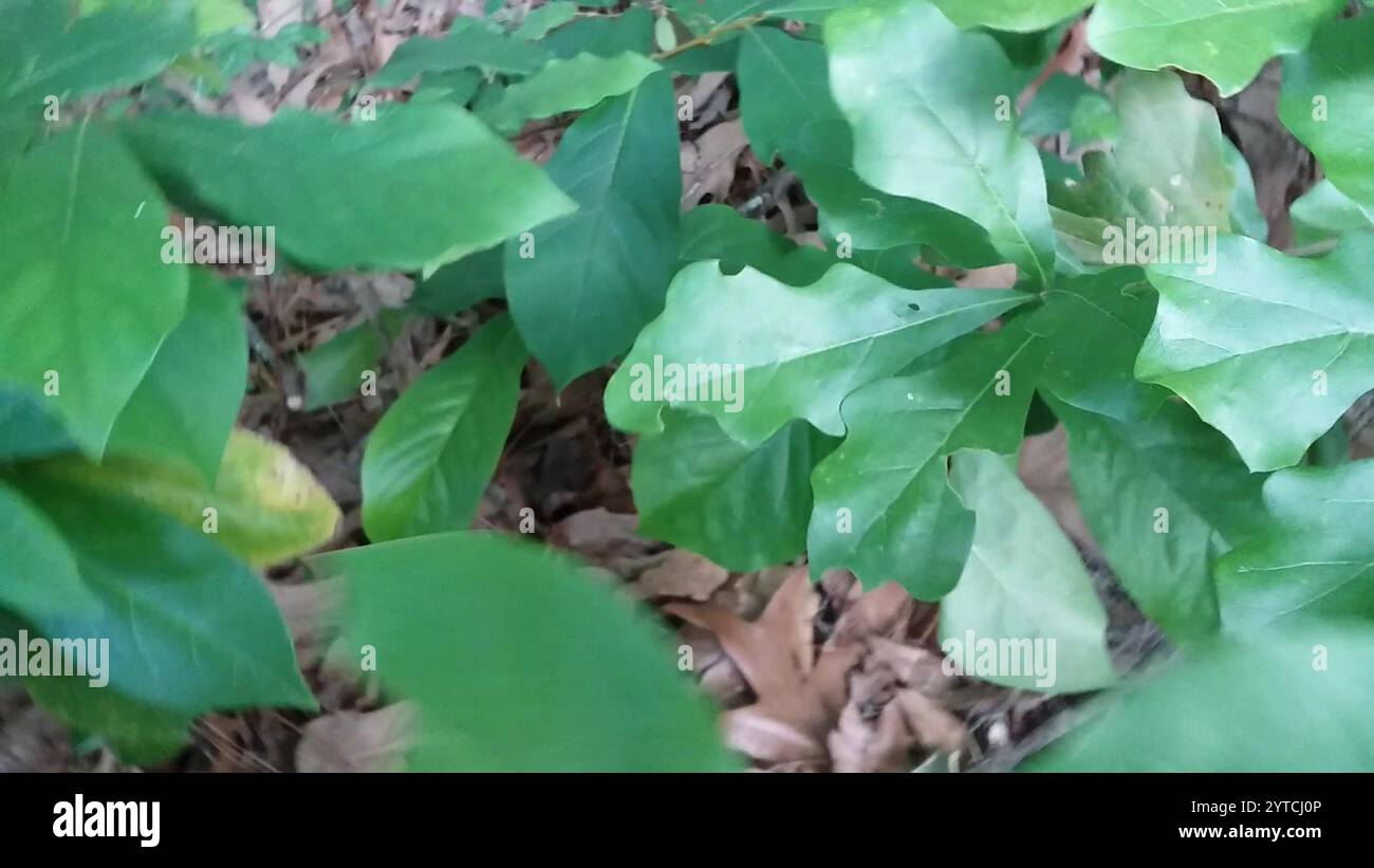 water oak (Quercus nigra Stock Photo - Alamy