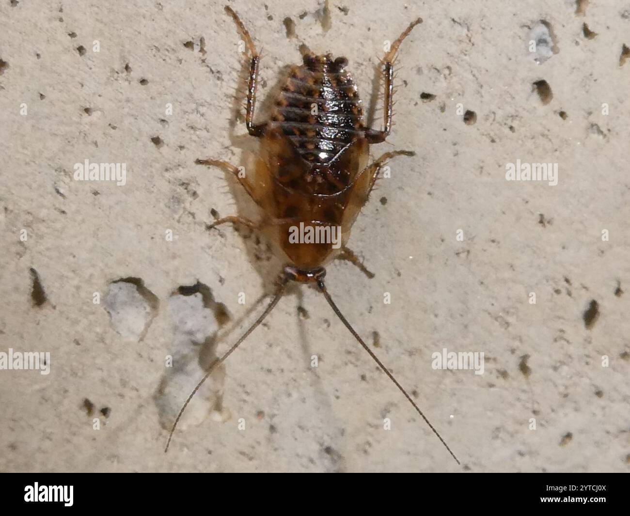 Dusky Cockroach (Ectobius lapponicus Stock Photo - Alamy