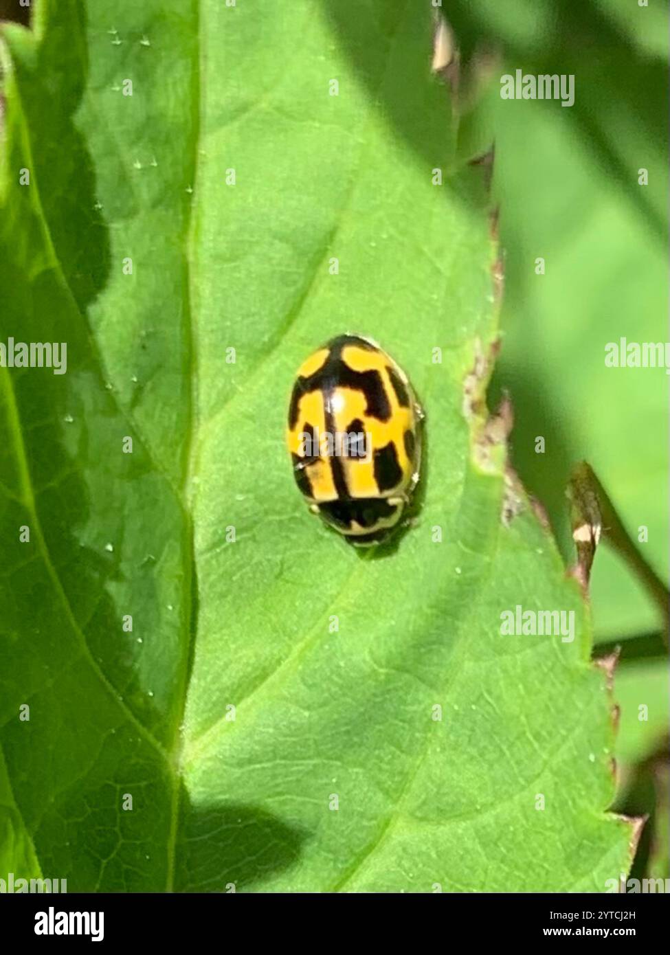 Fourteen-spotted Lady Beetle (Propylea quatuordecimpunctata Stock Photo ...