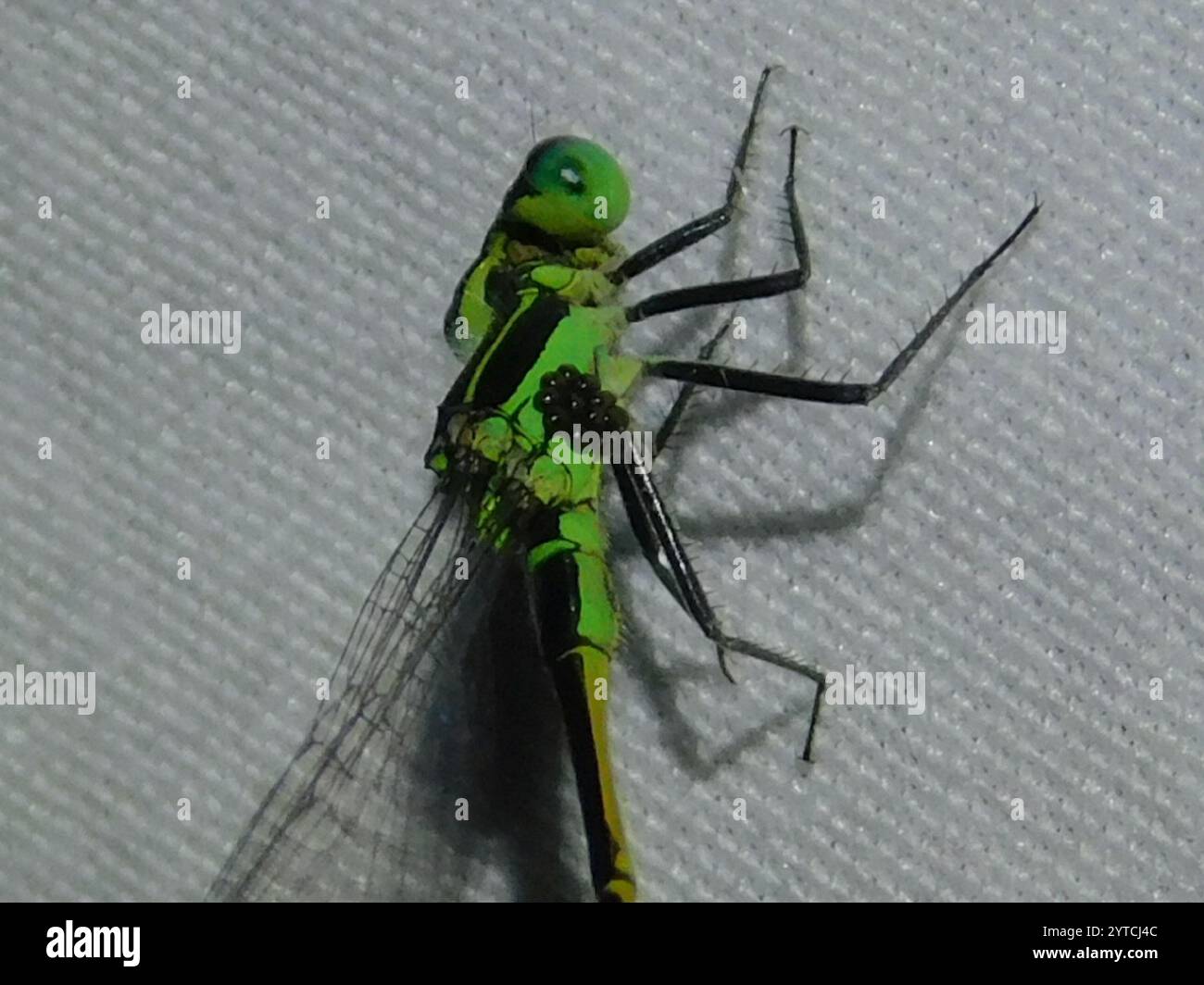 Water Mites (Hydrachnidia Stock Photo - Alamy
