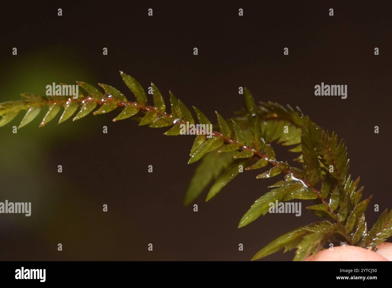 Willow Moss (Fontinalis antipyretica Stock Photo - Alamy