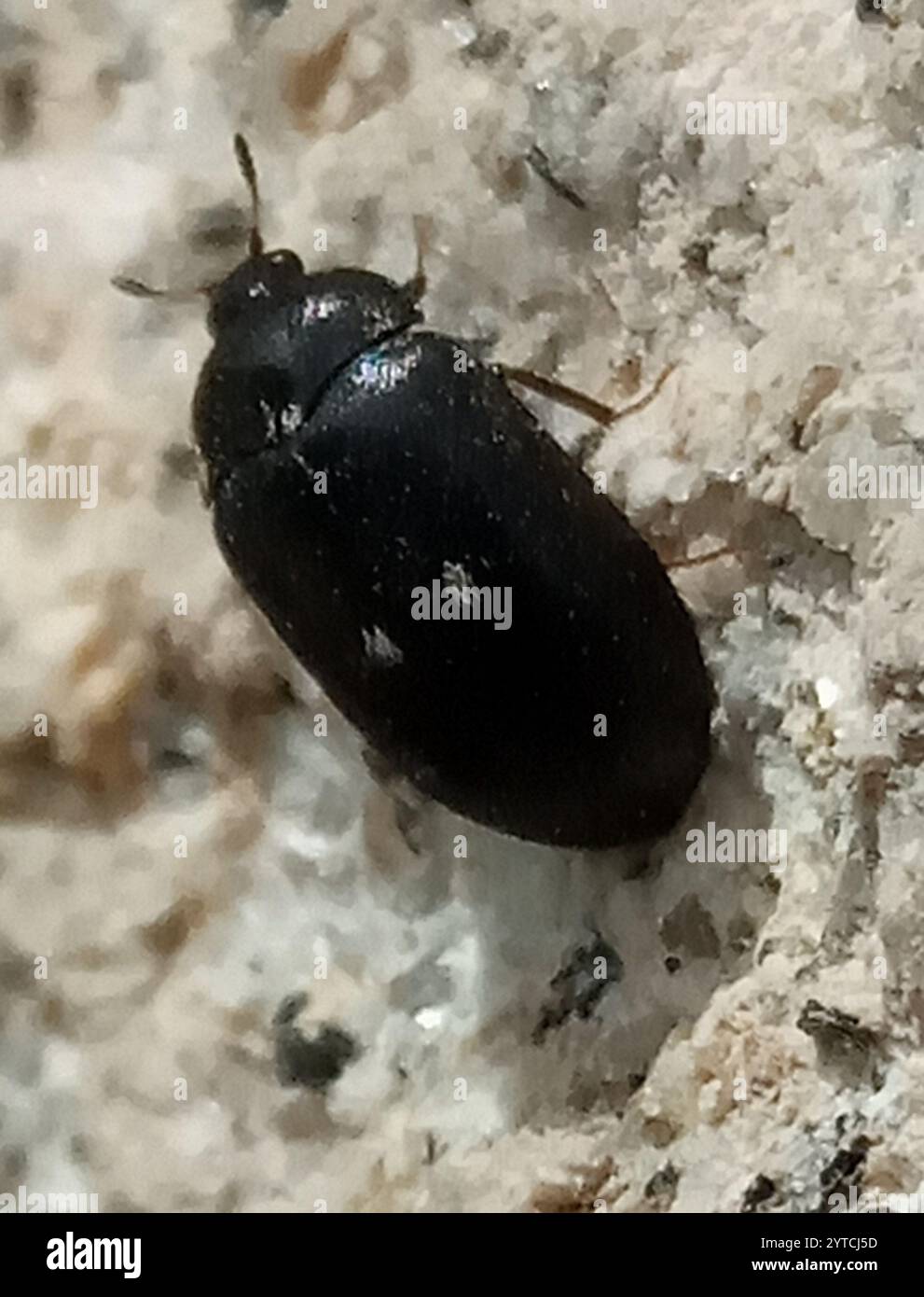 Two-spotted Carpet-beetle (Attagenus pellio Stock Photo - Alamy