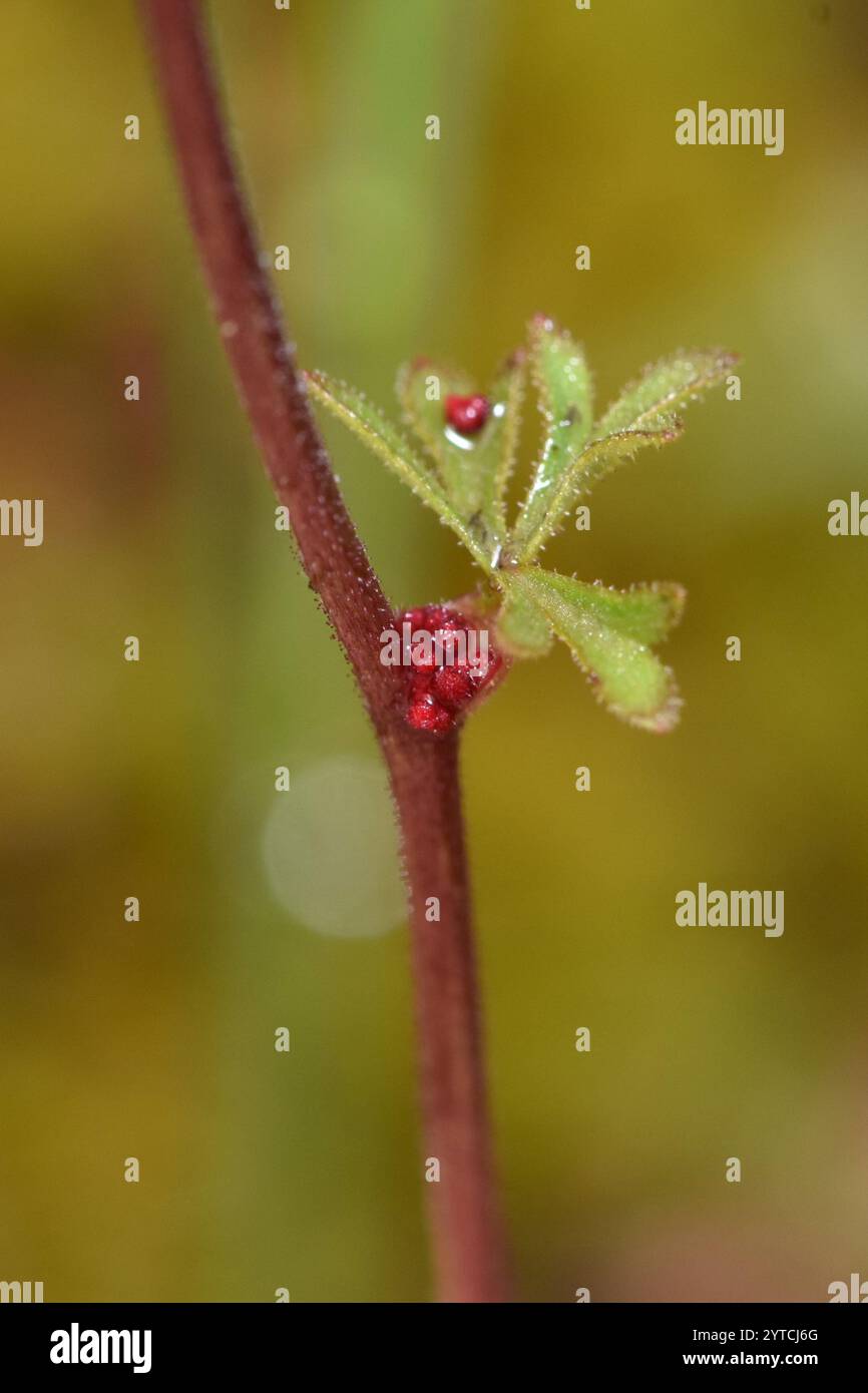 Bulbous woodland star (Lithophragma glabrum Stock Photo - Alamy