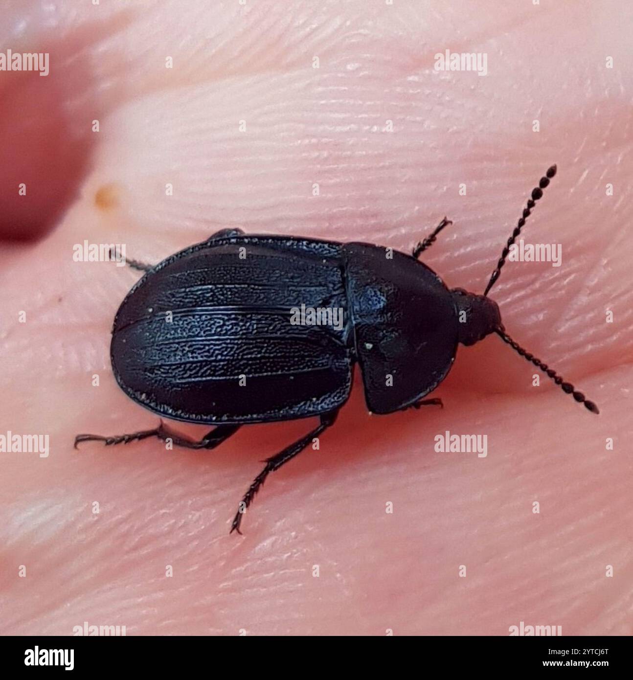 Black snail beetle (Phosphuga atrata Stock Photo - Alamy
