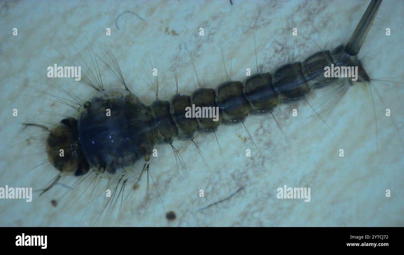 Common house mosquito (Culex pipiens Stock Photo - Alamy
