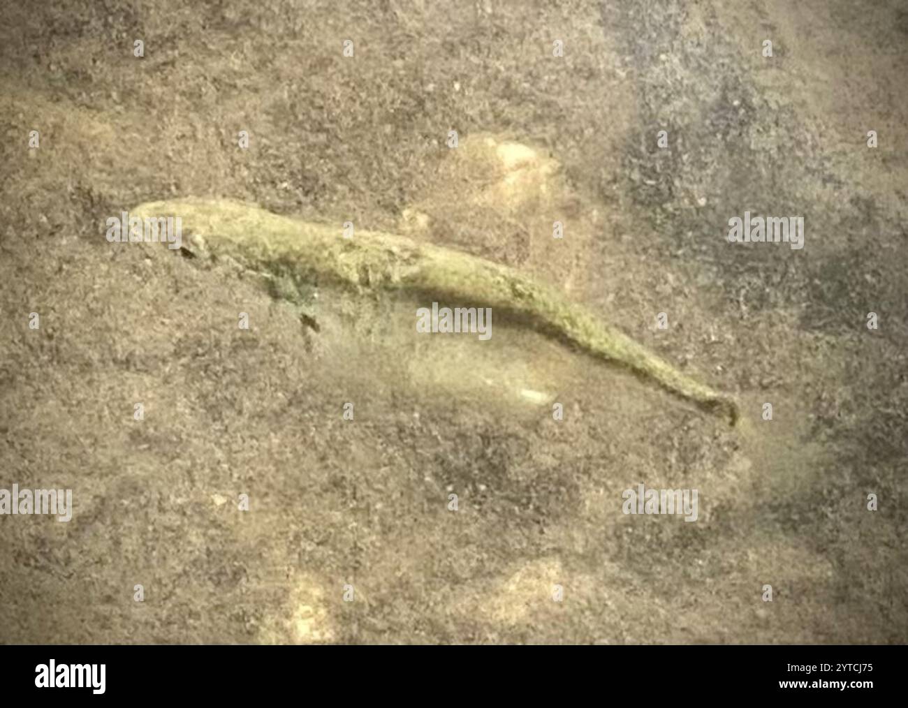 Threespine Stickleback (Gasterosteus aculeatus Stock Photo - Alamy