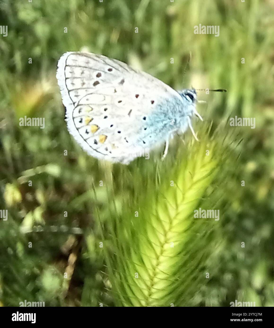 Common Blue (Polyommatus icarus Stock Photo - Alamy