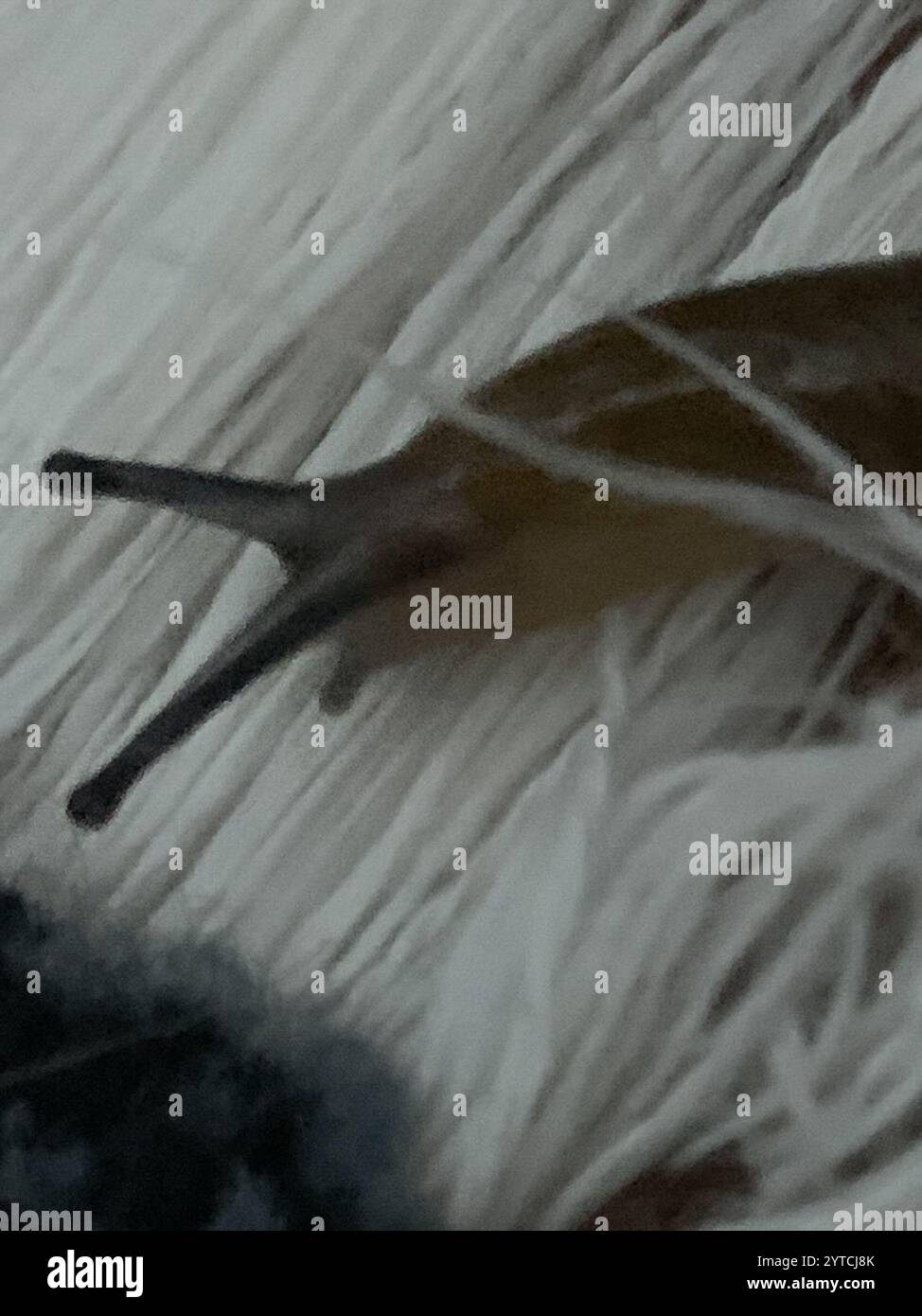 Cellar Slugs (Limacus Stock Photo - Alamy