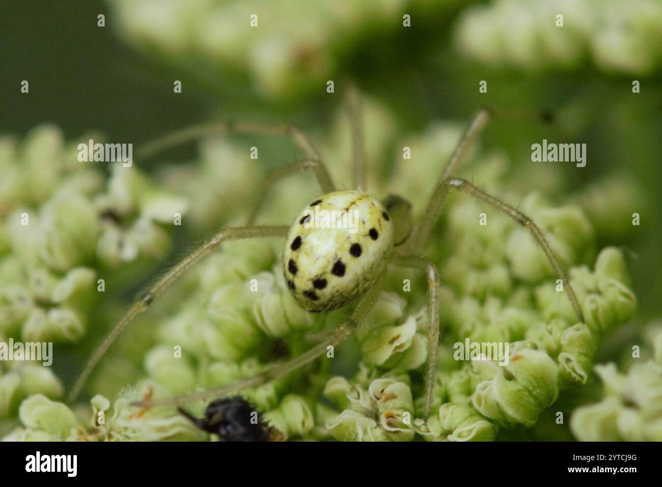 Common candy-striped spider (Enoplognatha ovata Stock Photo - Alamy