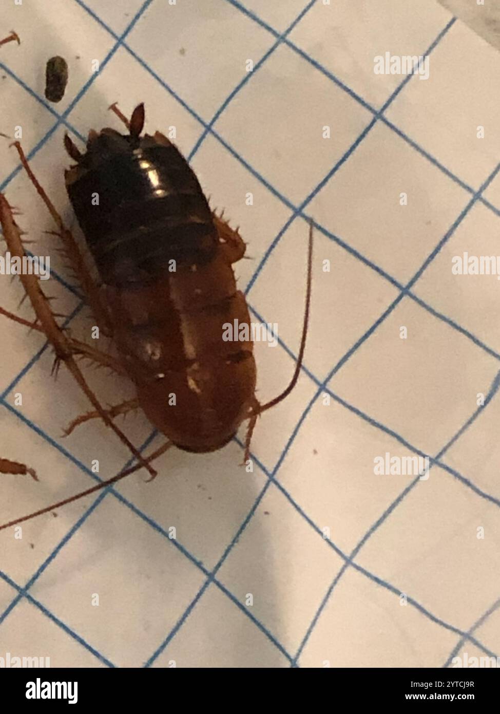 Turkestan Cockroach (Periplaneta lateralis Stock Photo - Alamy