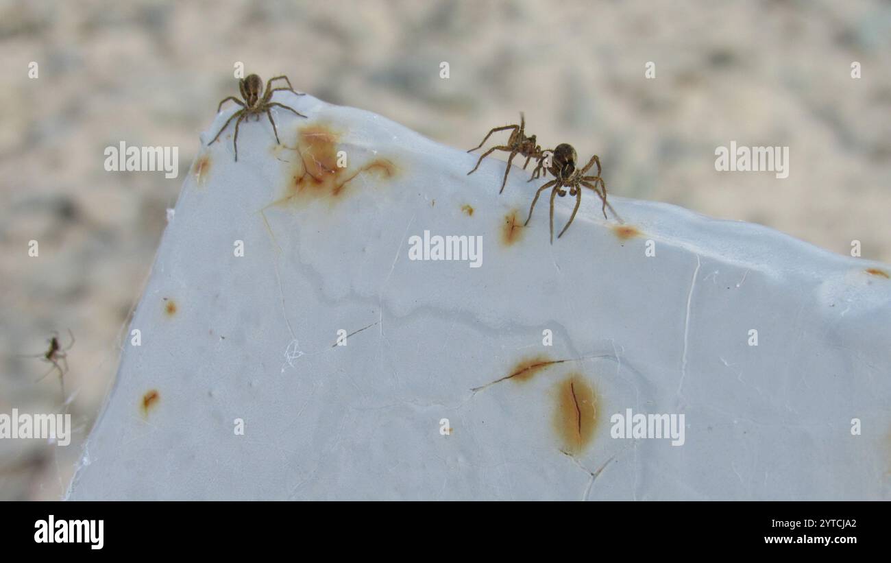 Wolf Spiders (Lycosidae Stock Photo - Alamy