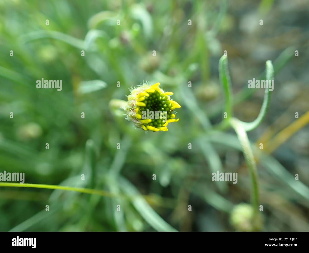 Desert Yellow Fleabane (Erigeron linearis Stock Photo - Alamy