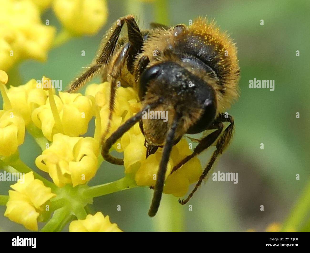 Mining Bees (Andrena Stock Photo - Alamy