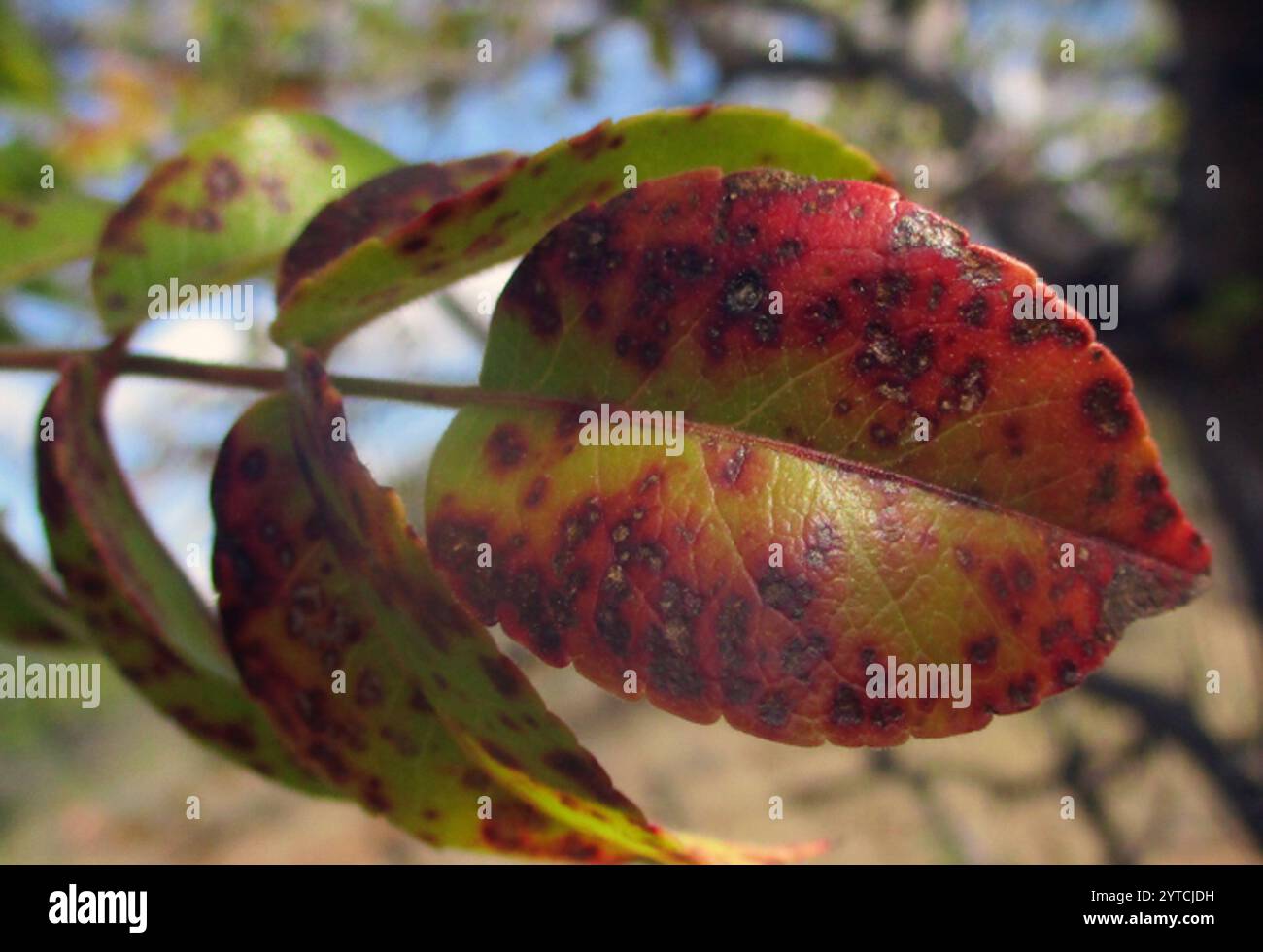 Kirkia (Kirkia acuminata Stock Photo - Alamy