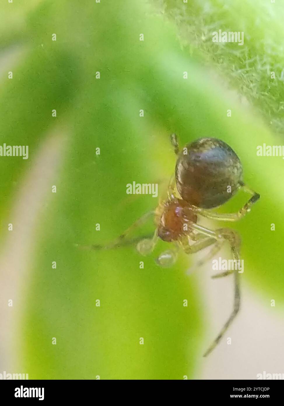 Comb-footed Spiders (Theridiidae Stock Photo - Alamy