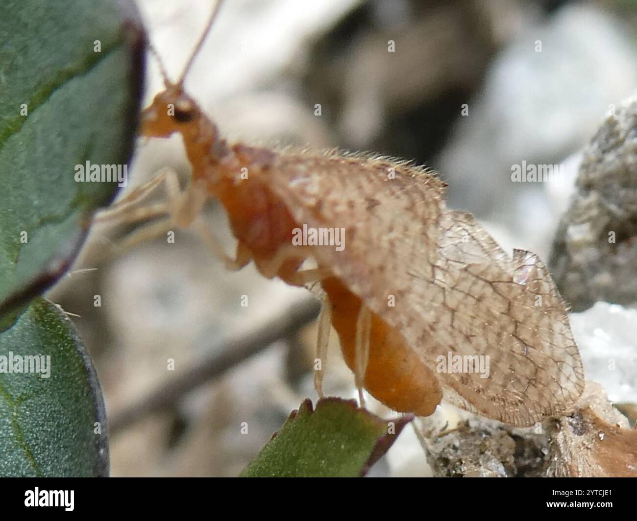 Posterior Brown Lacewing (Micromus posticus Stock Photo - Alamy