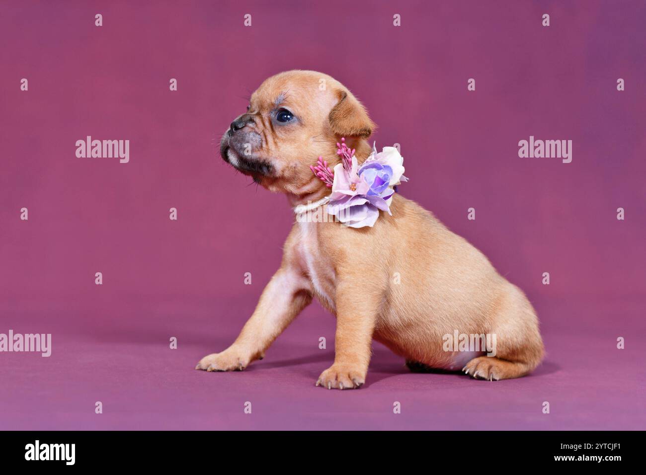 Four weeks young red fawn French Bulldog puppy with healthy long nose ...