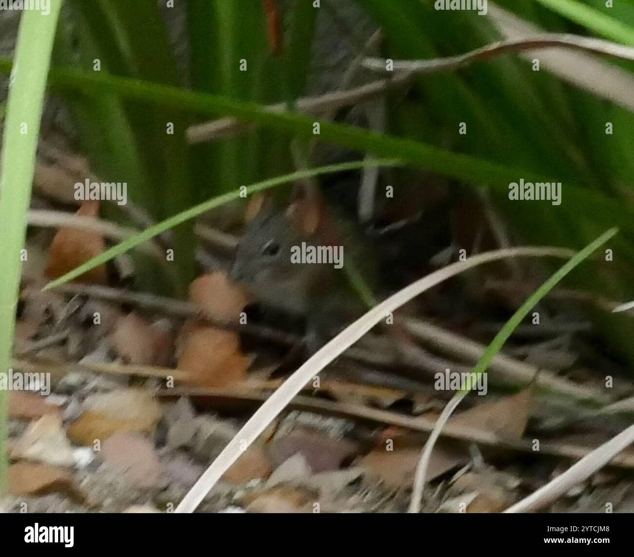 Cape Four-striped Grass Mouse (Rhabdomys pumilio Stock Photo - Alamy