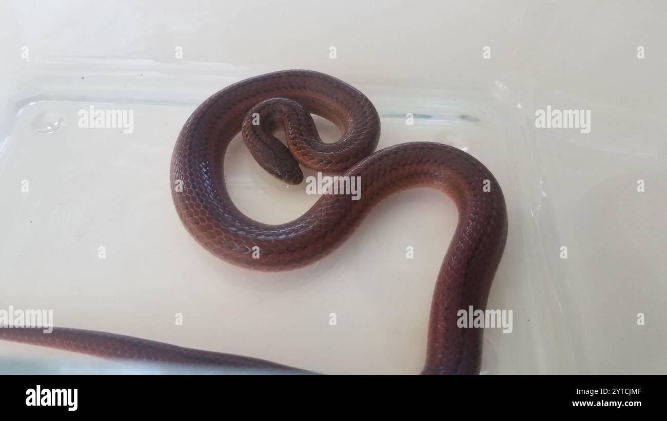 Blood Snake (Stenorrhina freminvillei Stock Photo - Alamy