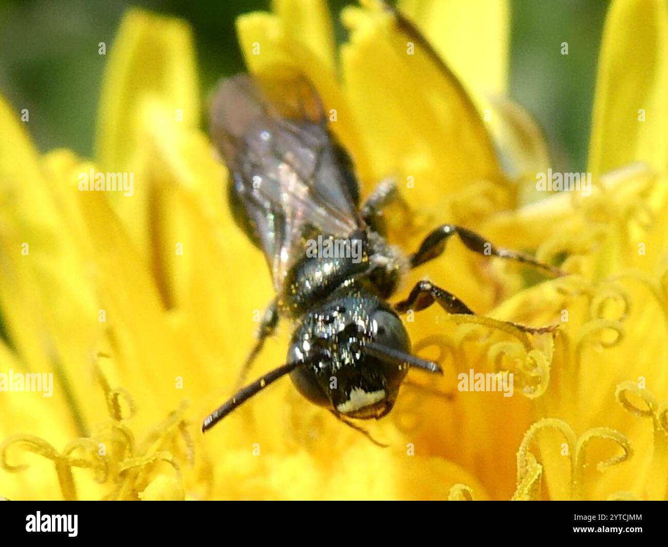 Spurred Ceratina (Ceratina calcarata Stock Photo - Alamy