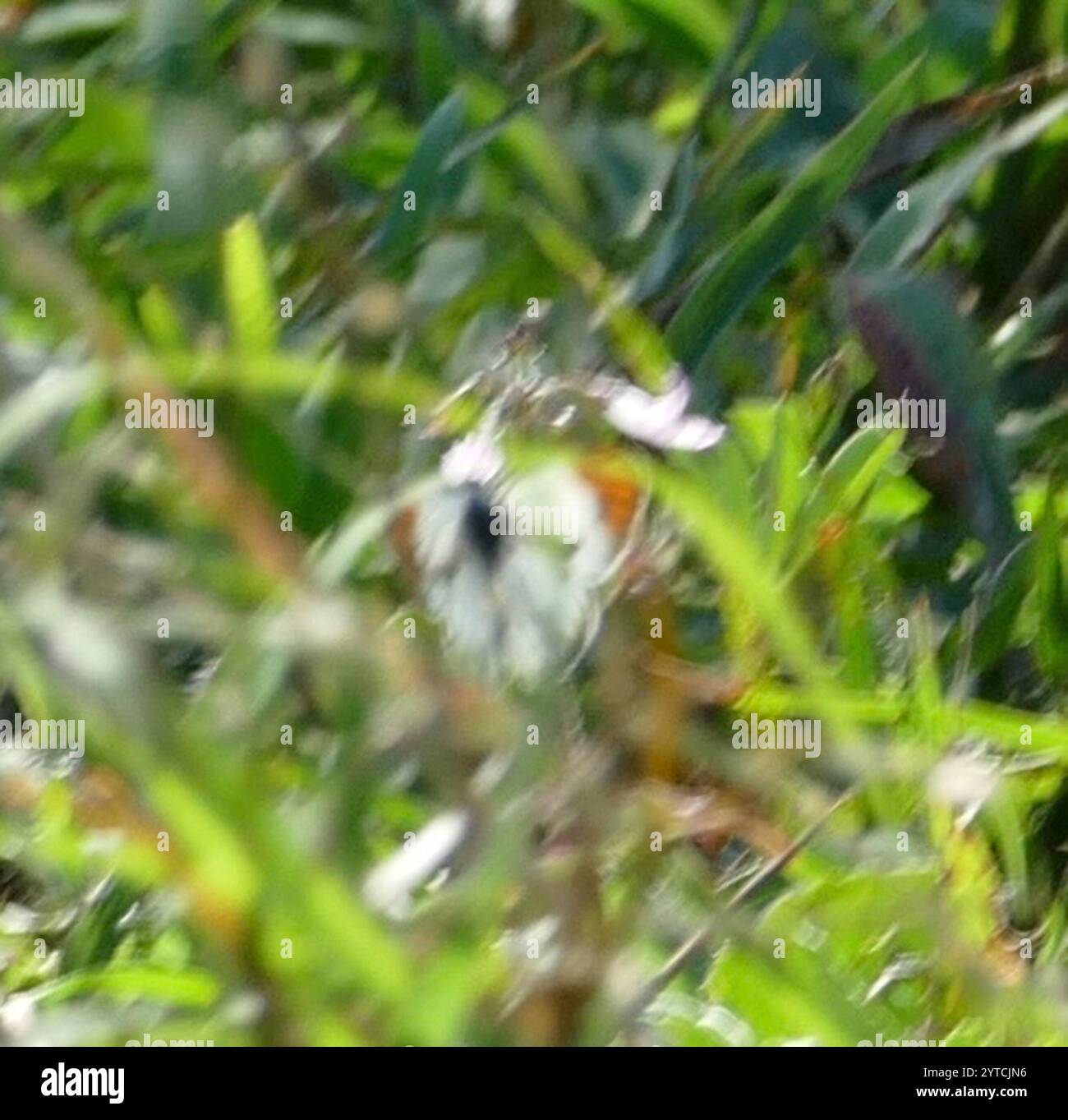 Small Orange Tip (Colotis evagore antigone Stock Photo - Alamy