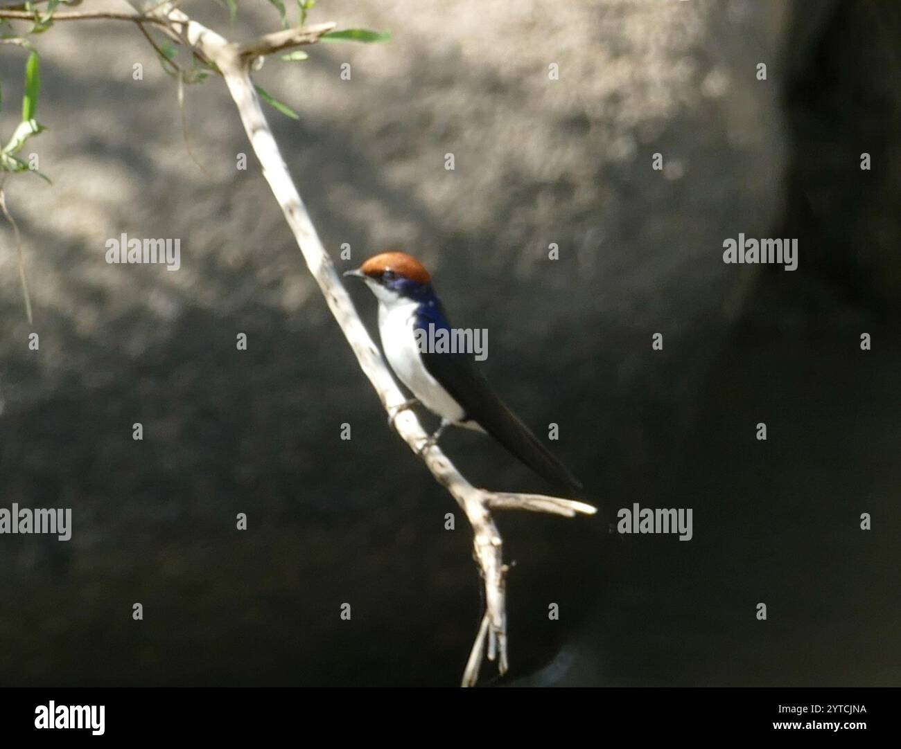 Wire-tailed Swallow (Hirundo smithii Stock Photo - Alamy
