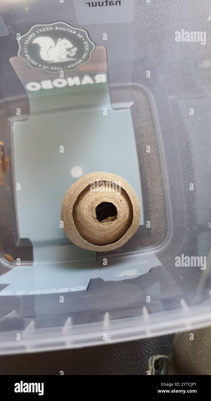 Hornets and Yellowjackets (Vespinae Stock Photo - Alamy