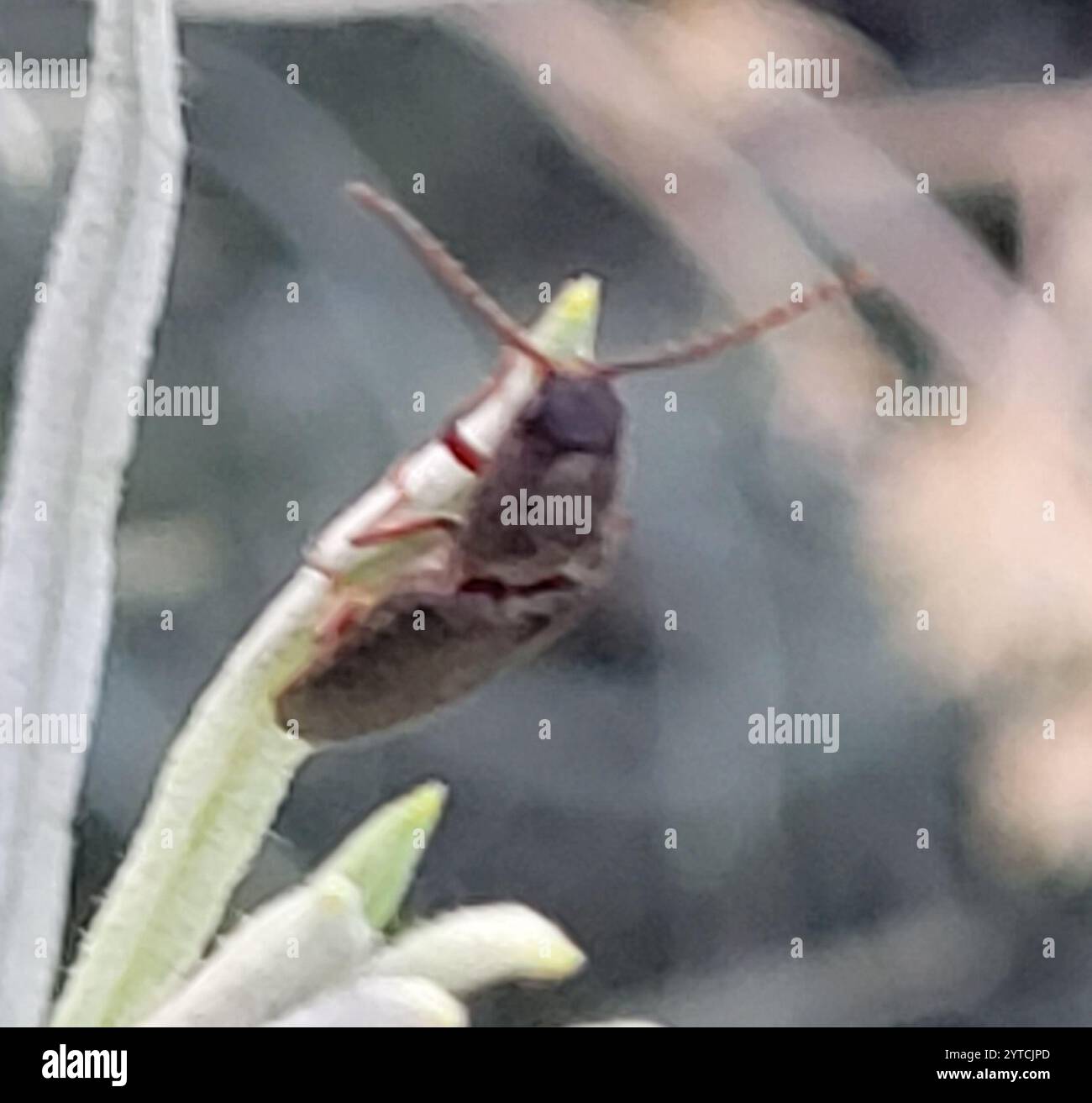 Click Beetles (Elateridae Stock Photo - Alamy
