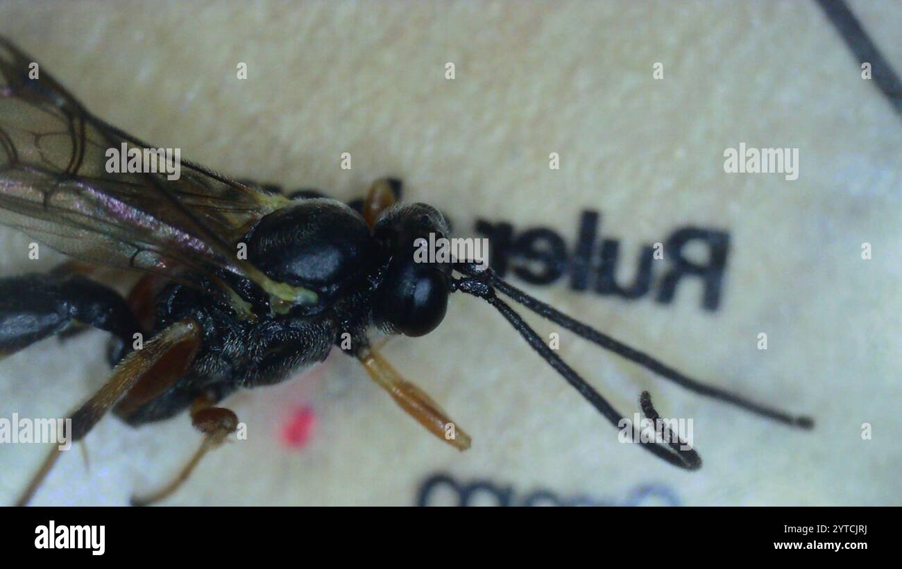 Ichneumonid and Braconid Wasps (Ichneumonoidea Stock Photo - Alamy