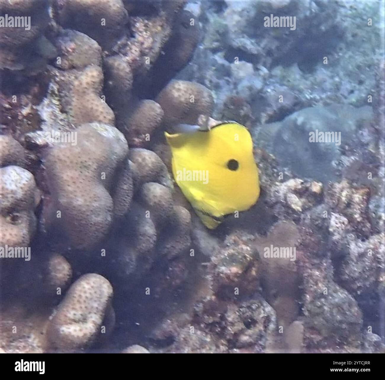 Indian Teardrop Butterflyfish (Chaetodon interruptus Stock Photo - Alamy