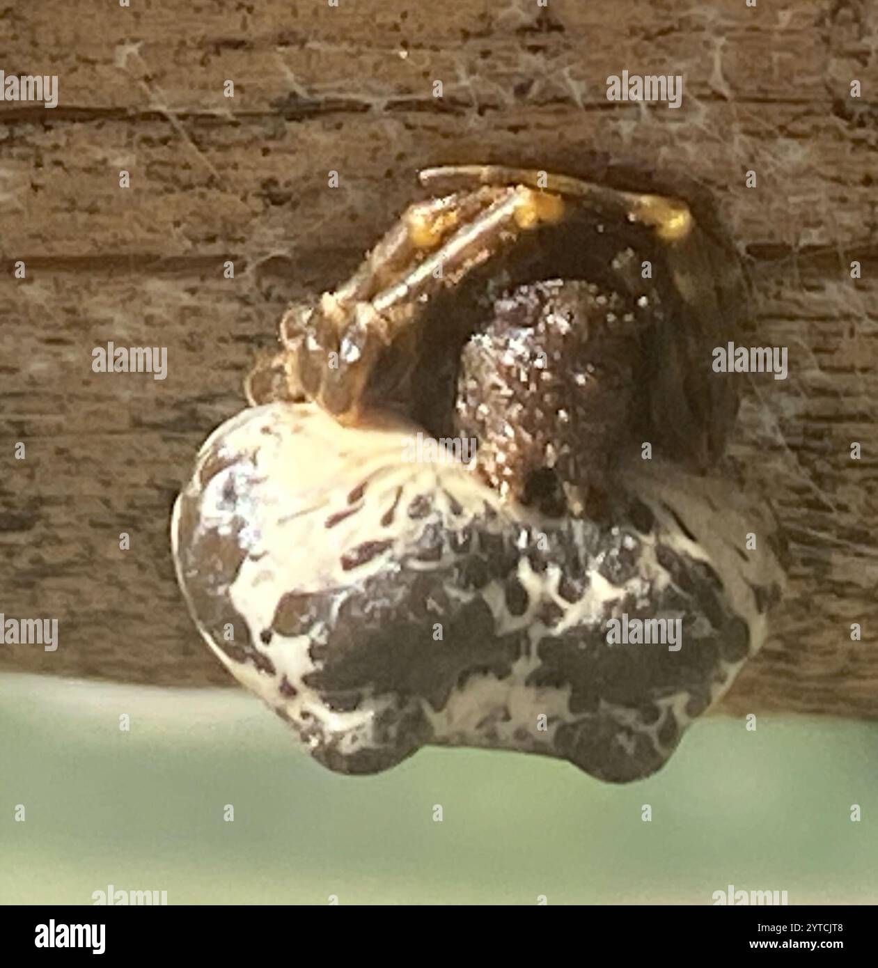 Southern Bolas Spider (Mastophora cornigera Stock Photo - Alamy